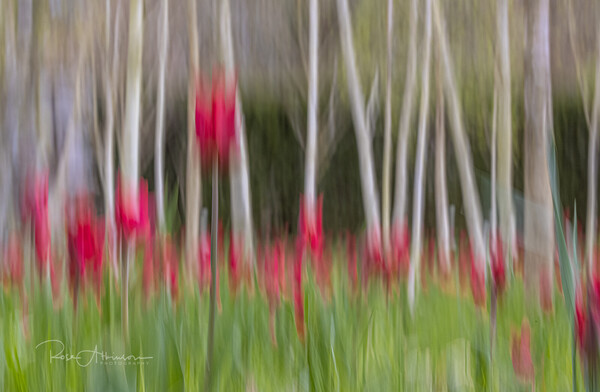 ROSE ATKINSON ARPS - Photographic talks